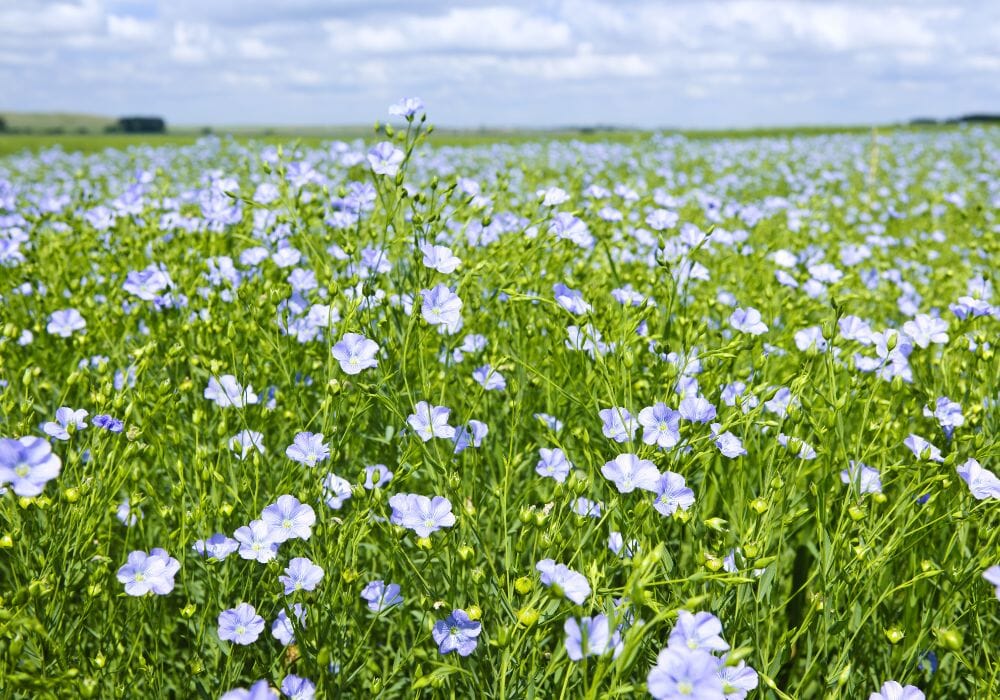 Il lino Dalla semina al filato SLM Italia
