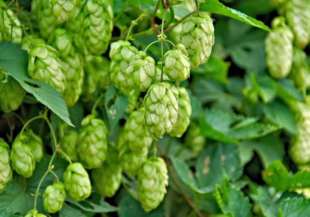 Coltivare il luppolo Tutto quello che c’è da sapere SLM Italia